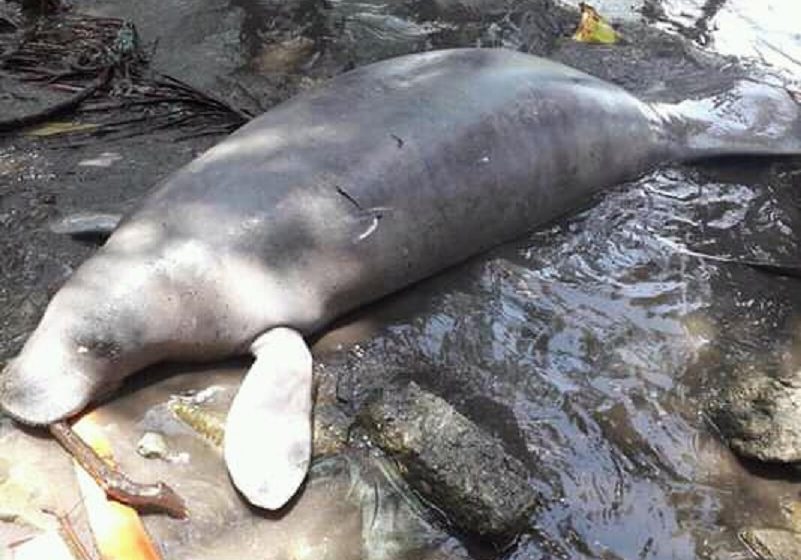 Aparecen Manatíes Muertos En “laguna De Términos” Página 66