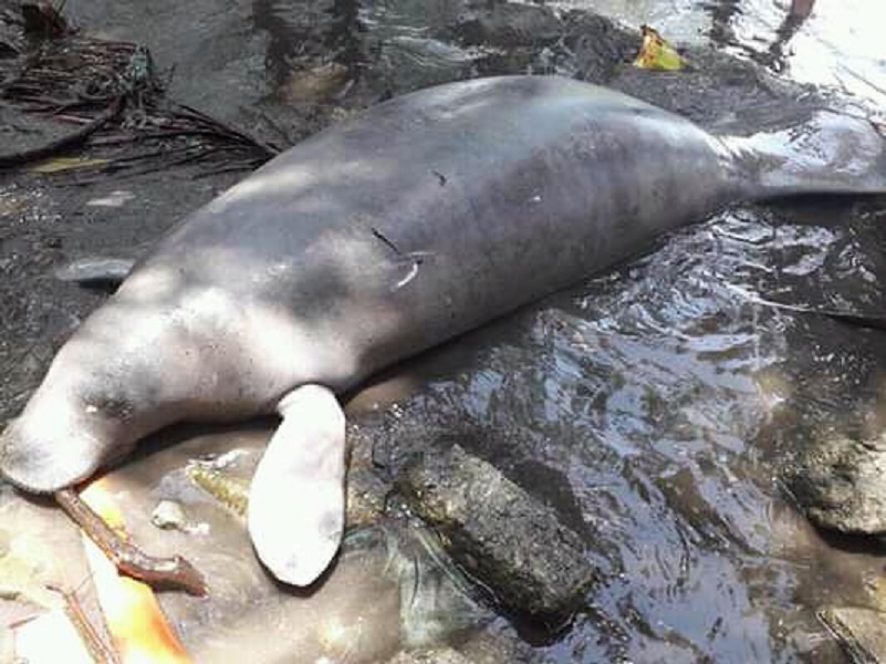 Aparecen Manatíes Muertos En “laguna De Términos” Página 66