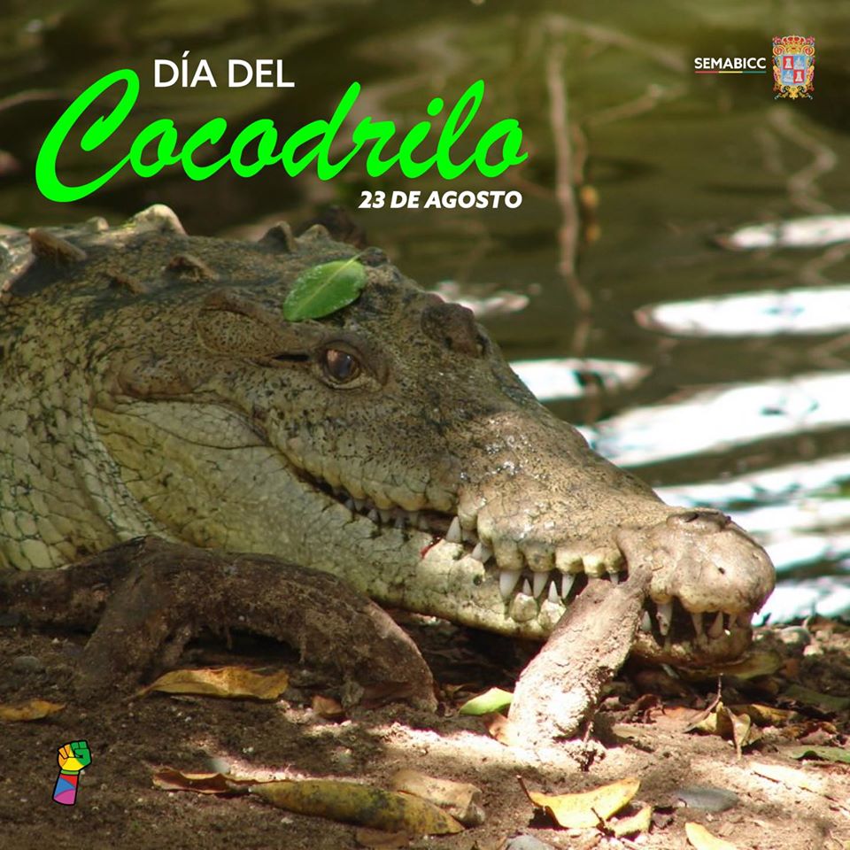 Cocodrilos de pantano o de río, animales prehistóricos de alto valor ...
