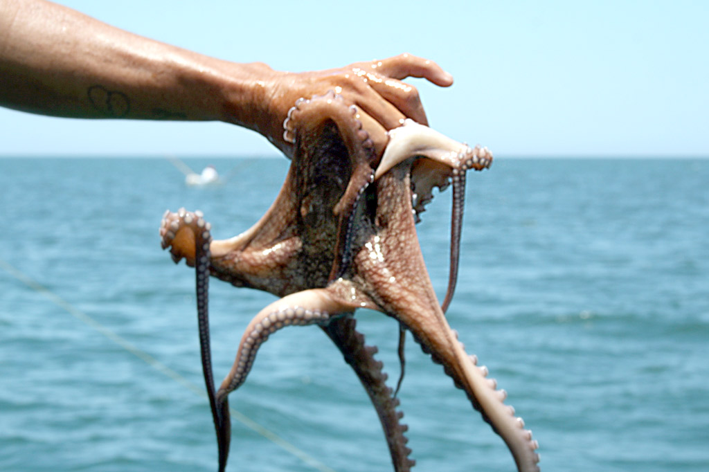 Fijan tope de captura de pulpo en 18,955 toneladas para 2022 | Página 66Página 66 | Periodismo ...